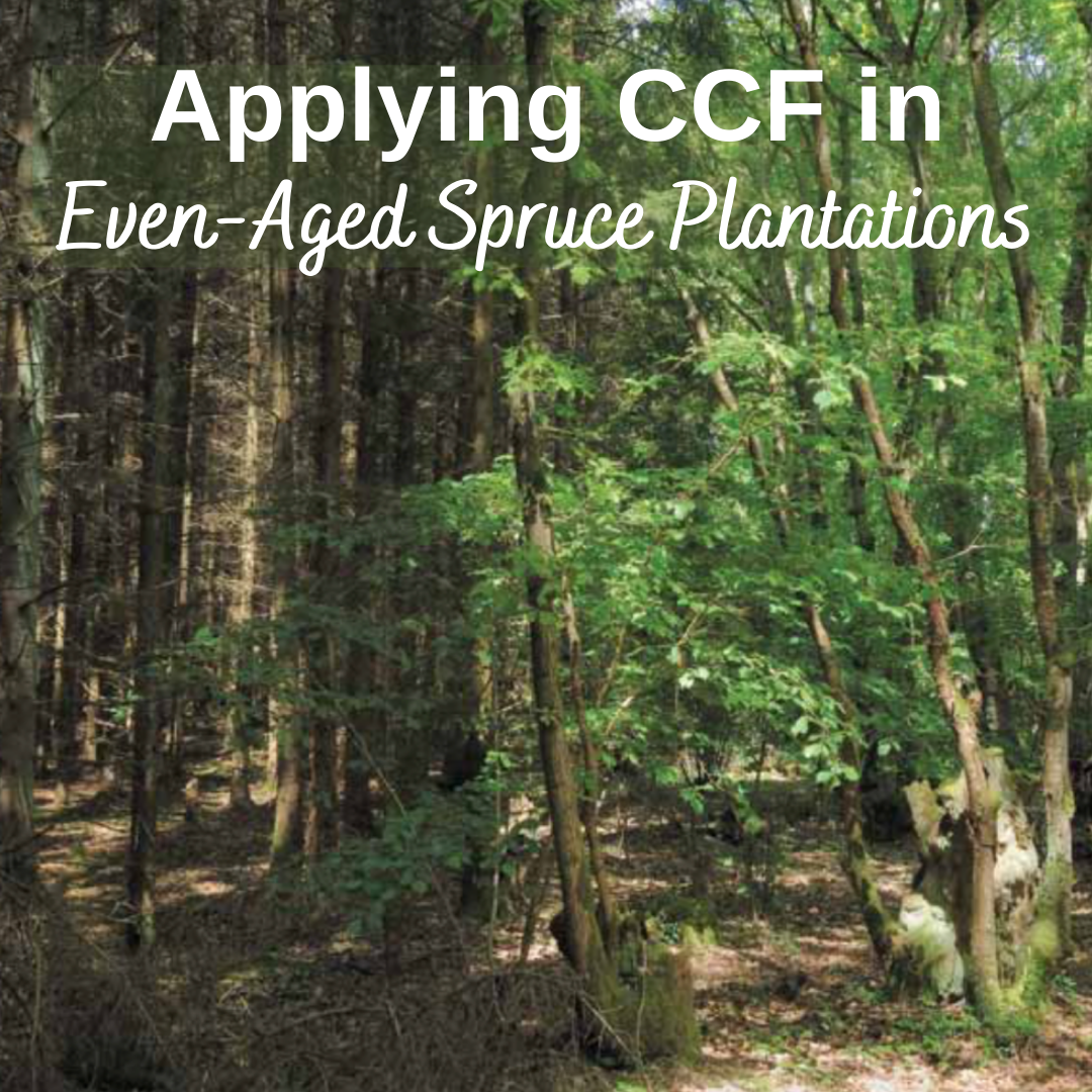 CCFG Webinar: Applying CCF in Even-aged Spruce Plantations - 20 May ...