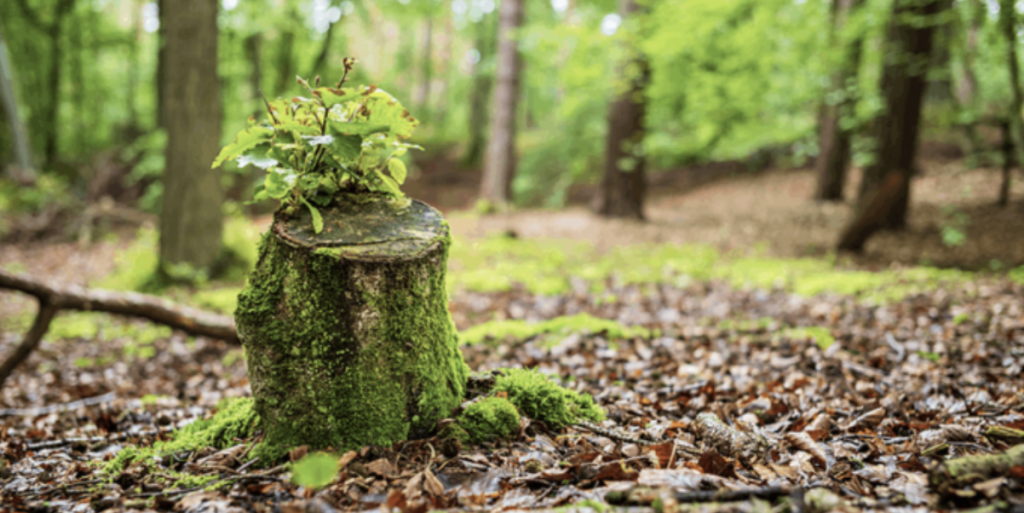 Watch ThinkForest Webinar: Closer to Nature Forest Management on ...