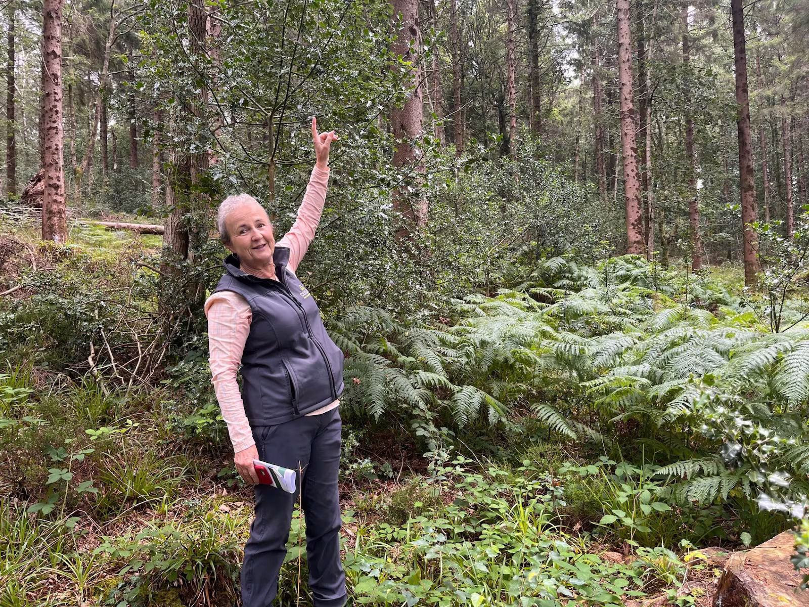CCF makes headlines in Ireland - Continuous Cover Forestry Group